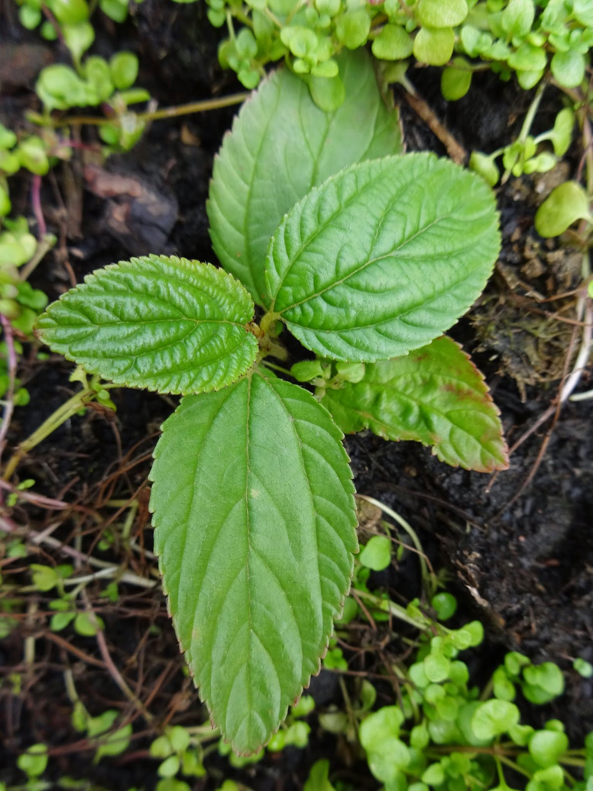 Herbs from Distant Lands: Ceanothus americanus - New Jersey Tea, Redroot