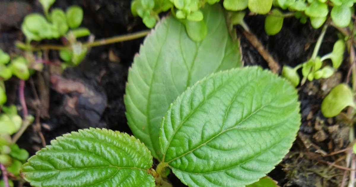 Herbs from Distant Lands: Ceanothus americanus - New Jersey Tea, Redroot