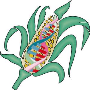 Historia De Los Alimentos Transgenicos Conoces Las Ventajas Y | My XXX ...