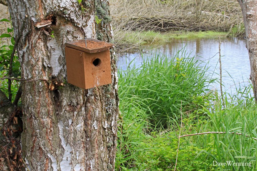 The Nest Box Trail