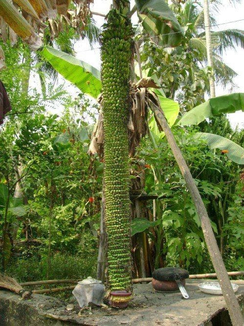 Aneh Tapi Nyata Unik Dan Langka: Tandan pisang terpanjang
