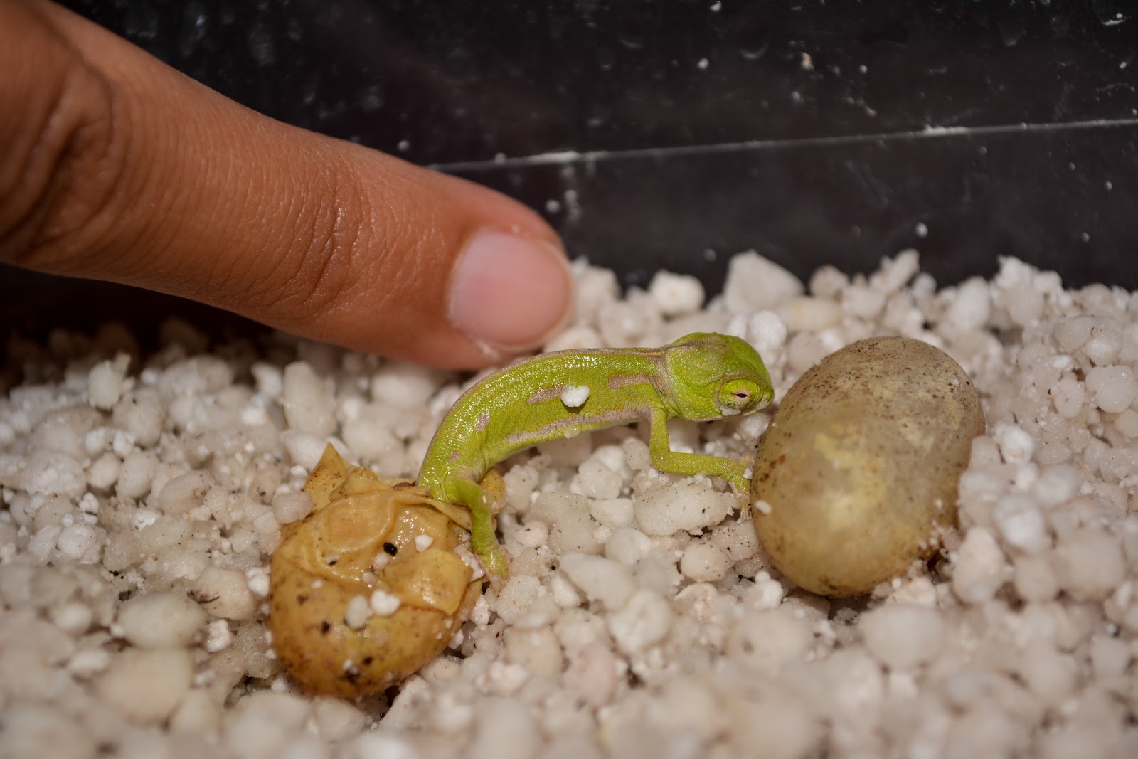 the adventures of US: Our Baby South Florida Chameleons