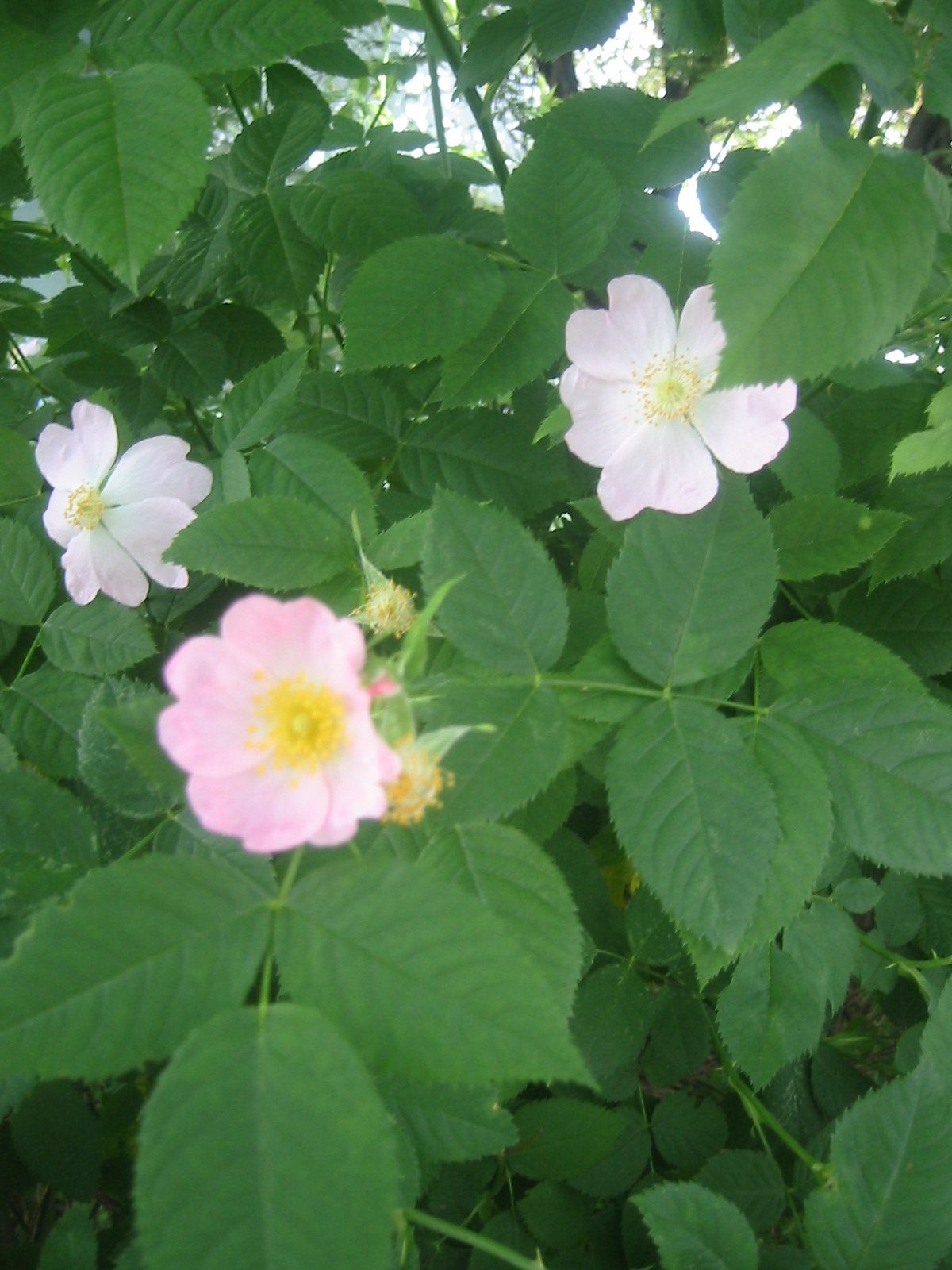 Legendele florilor: Legenda florii de maces