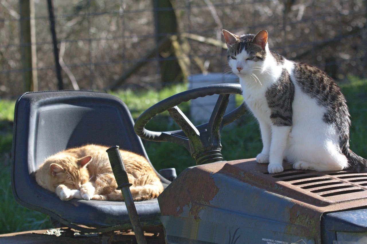 Two Tractor Cats