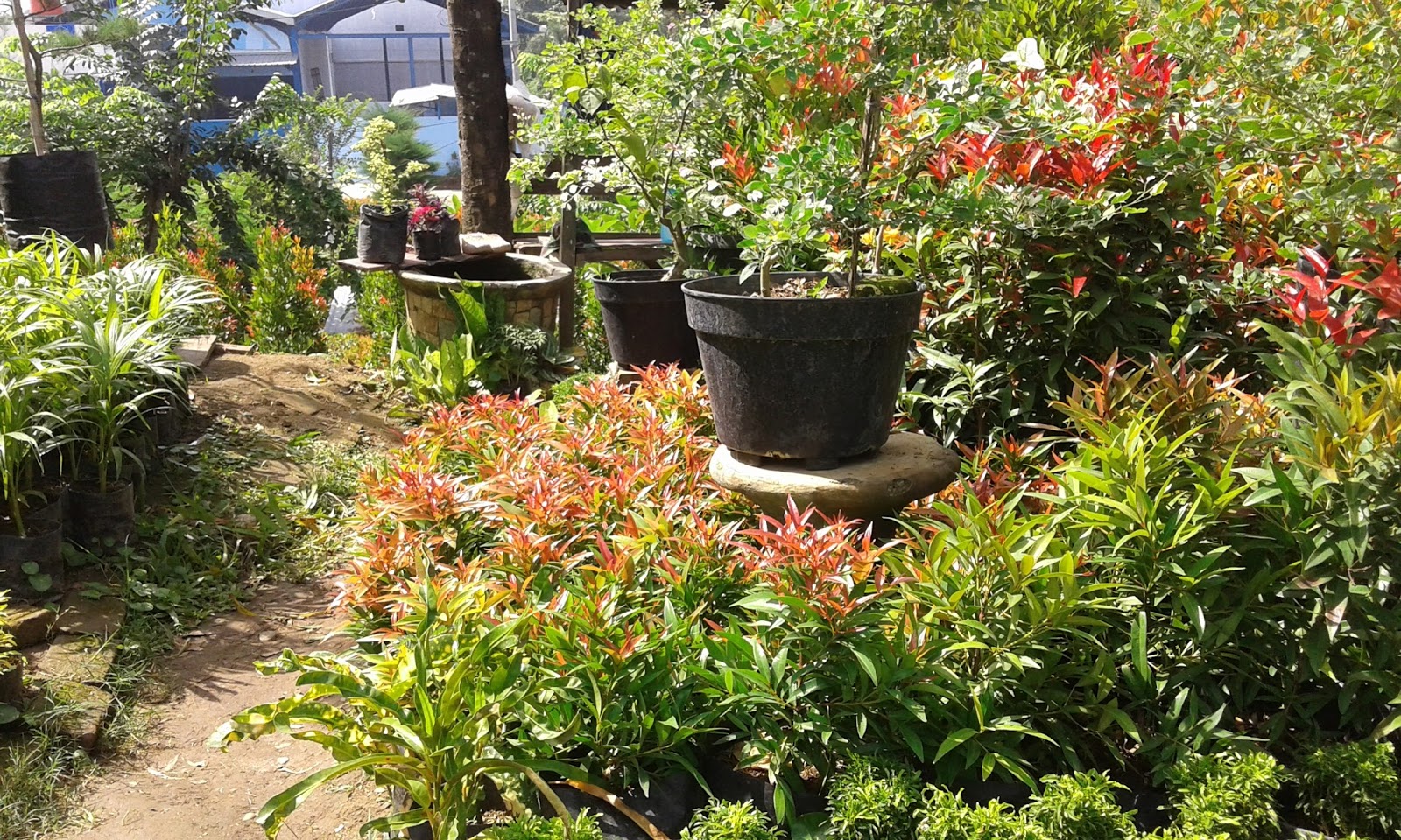 Taman bunga madirsan: taman wisata bunga madirsan