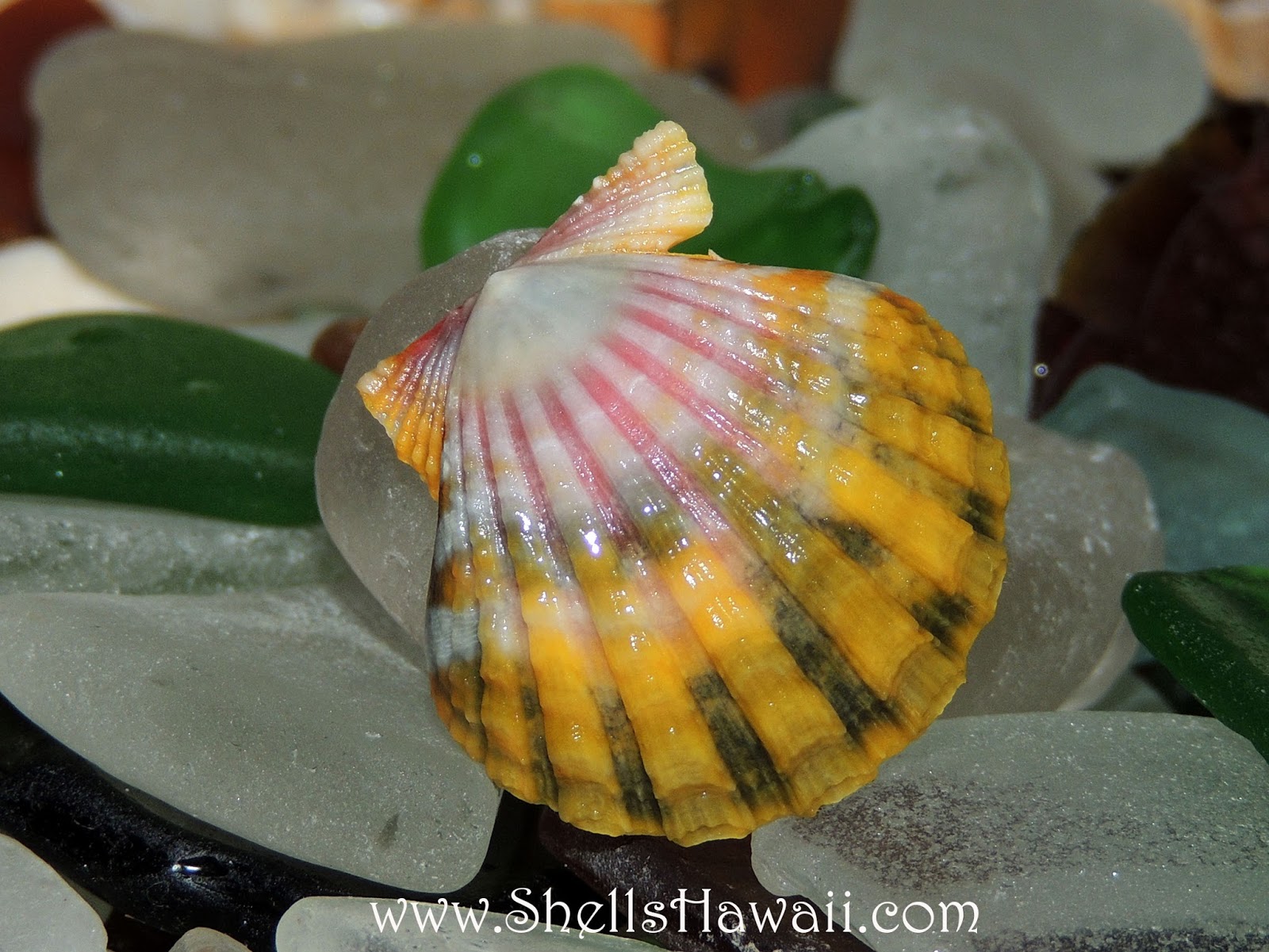 ShellsHawaii ...by Janjira: Sunrise shells/Pecten Langfordi