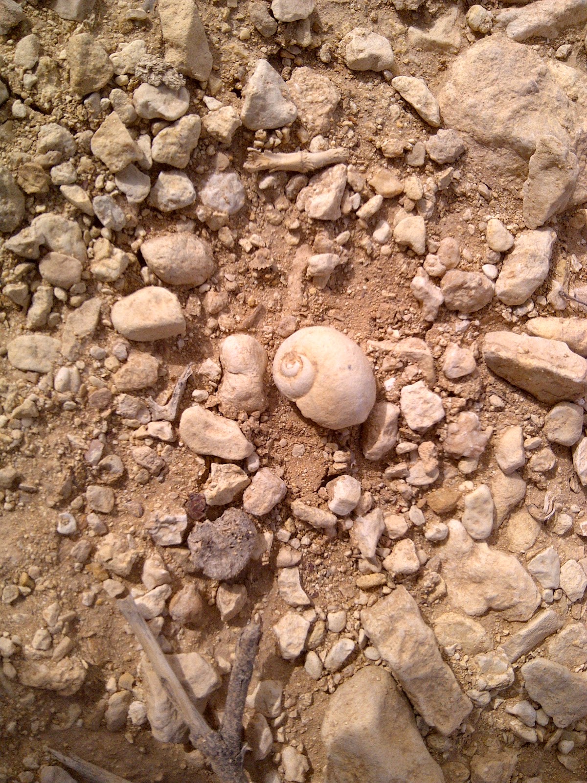 Middle East Mosaic: Riyadh and the Desert