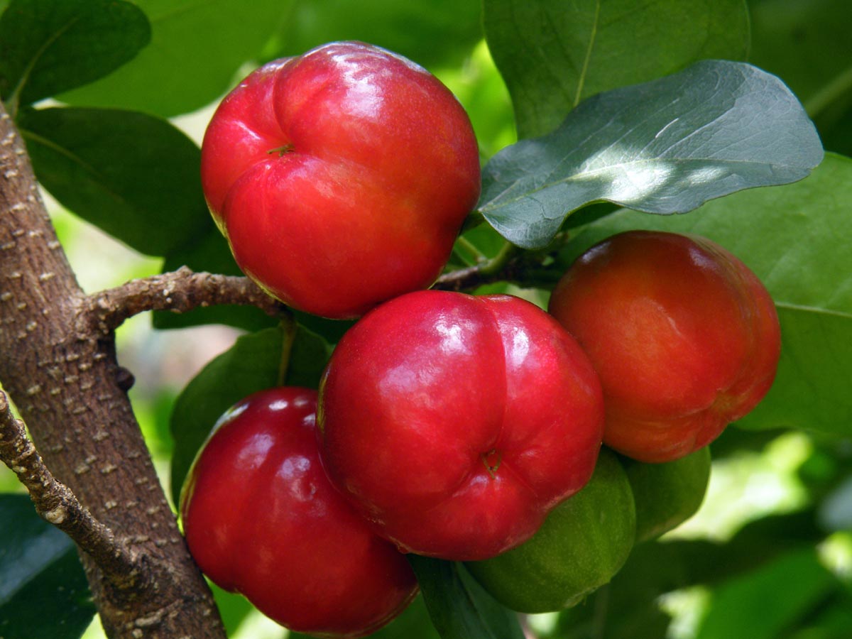Plantas Milagrosas : Acerola Benefícios e Qualidades