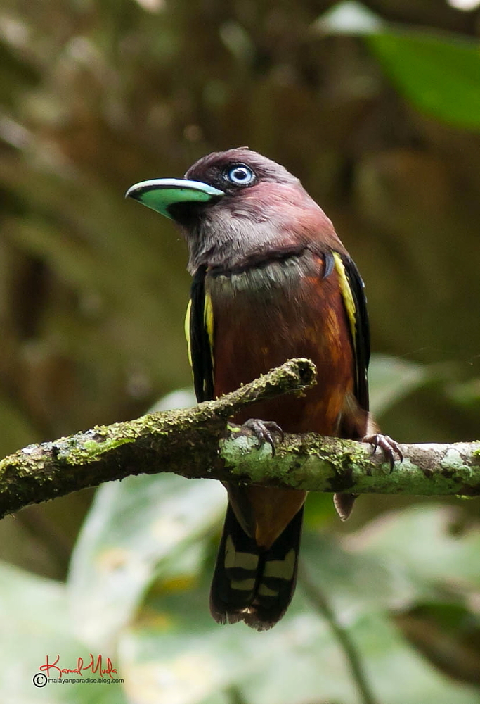SOUTH EAST ASIA BIRDS - Malaysia birds paradise: Banded Broadbill ...