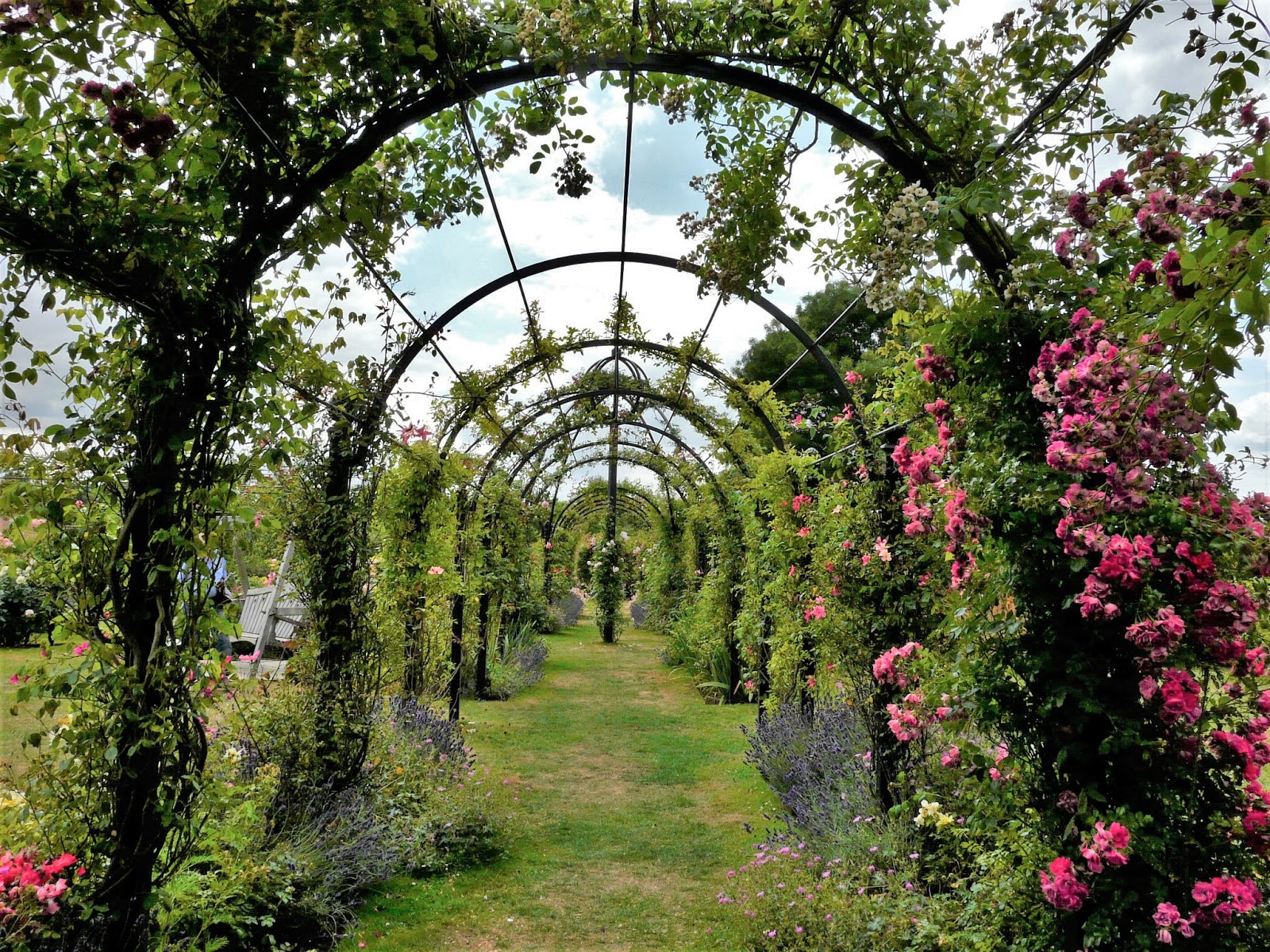 Cindy's Snaps: Peter Beales Roses, Attleborough