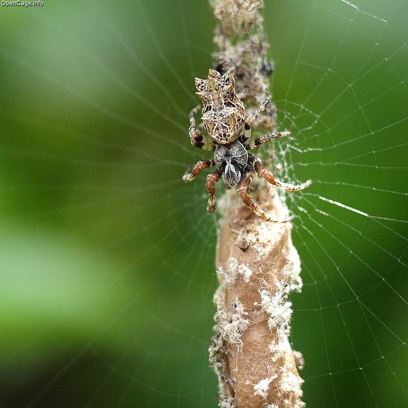 Real Monstrosities: Cyclosa and the Bridge of the Dead