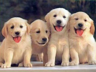Imagenes de amor y tiernas: Tiernos perritos