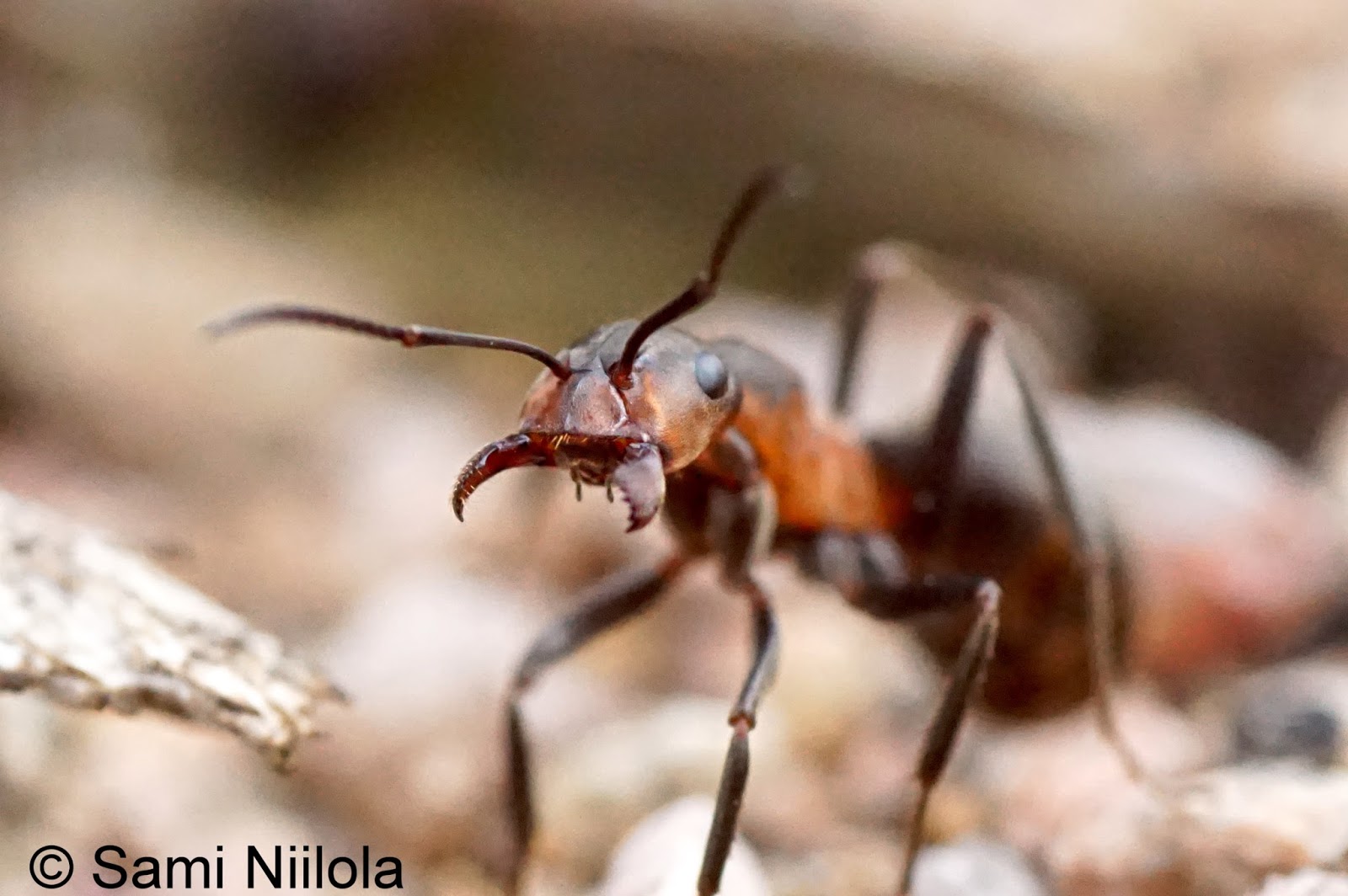 Samin luontokuvia nature photos: KEKOMUURAHAINEN Formica rufa red wood ant