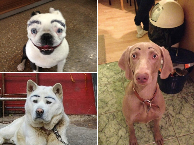 DOGS REALLY DO LOOK BETTER WITH MAKEUP EYEBROWS - NEWSOLOGYS