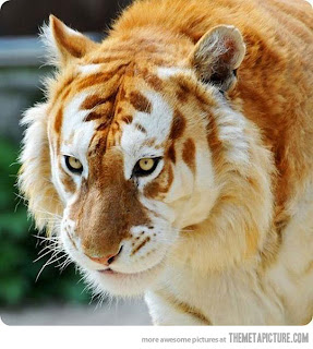 Comedy Plus: photo of funny tiger.