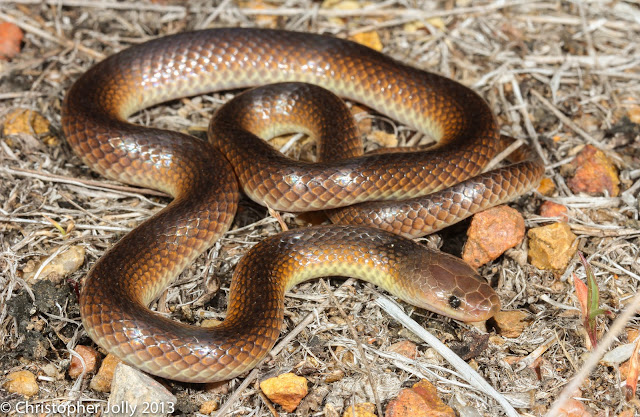 Ular Asli Indonesia: Cryptophis boschmai