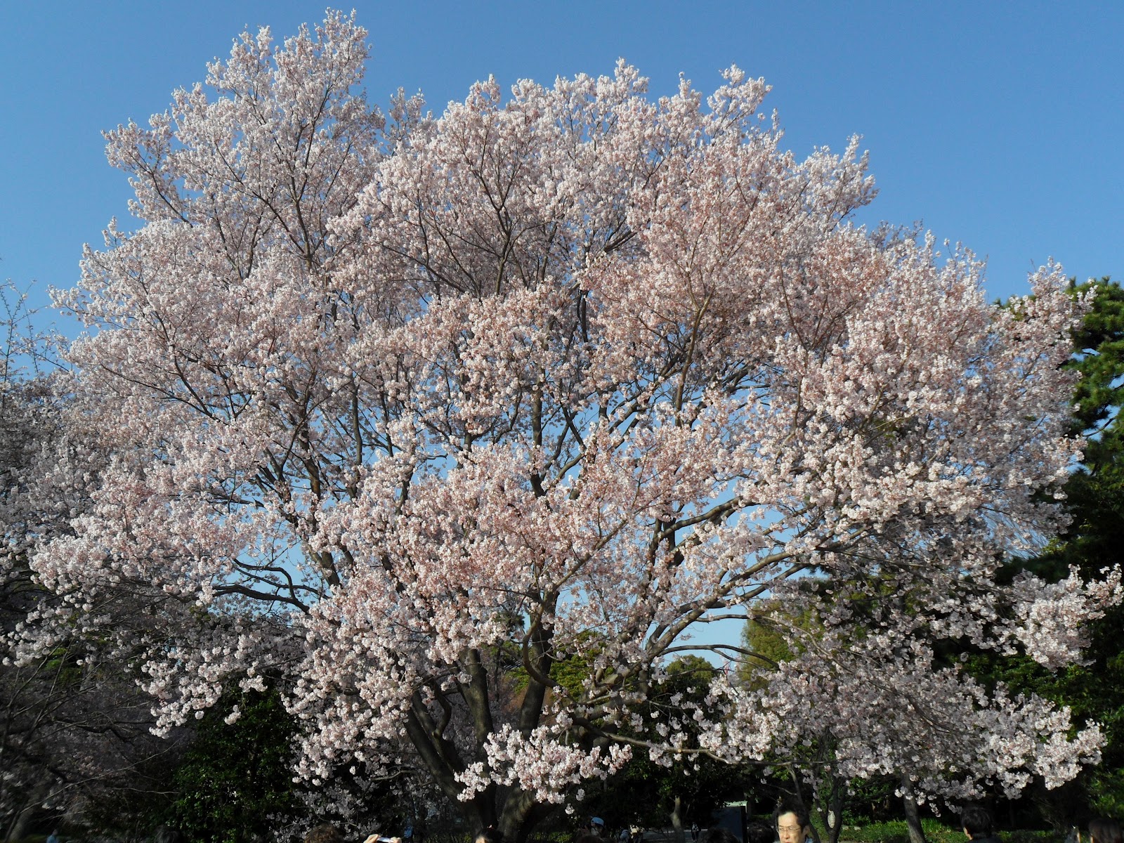 Japanstudien: Sakura - Kirschblüte