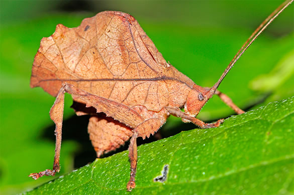 10 INSETOS ESTRANHOS DA AMAZÔNIA
