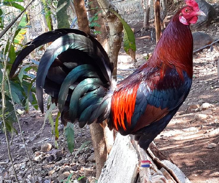 World Of Warrior Gamefowls (wowgf): My Selection and Collection