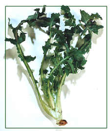 Nun c'è trippa pe' gatti: Fave e sivoni fanno i figli buoni