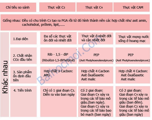 Sinh học 11 [CB] bài 9 Quang hợp ở các nhóm thực vật C3, C4 và CAM ...