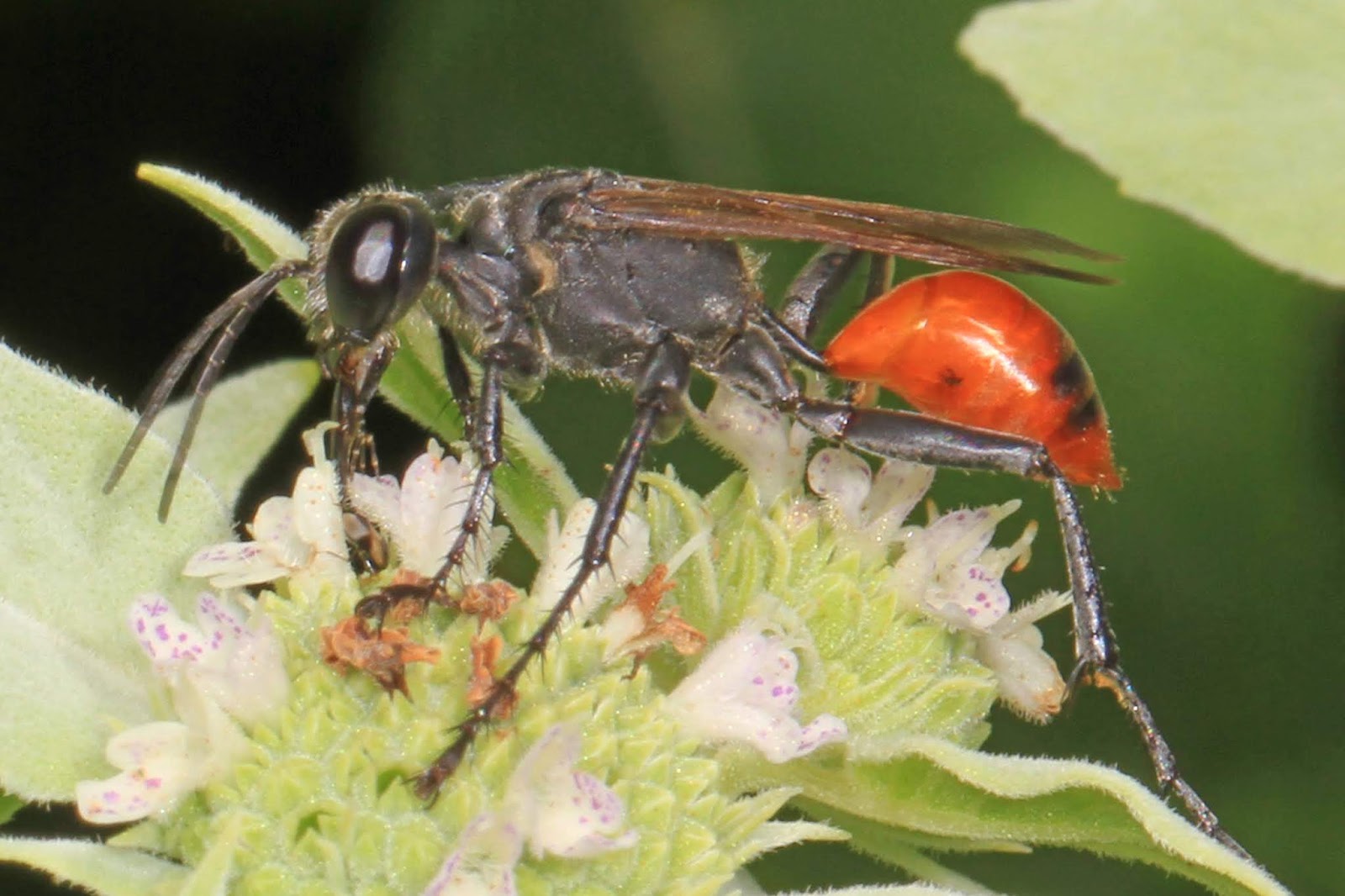 Variety of Life: Prionyx