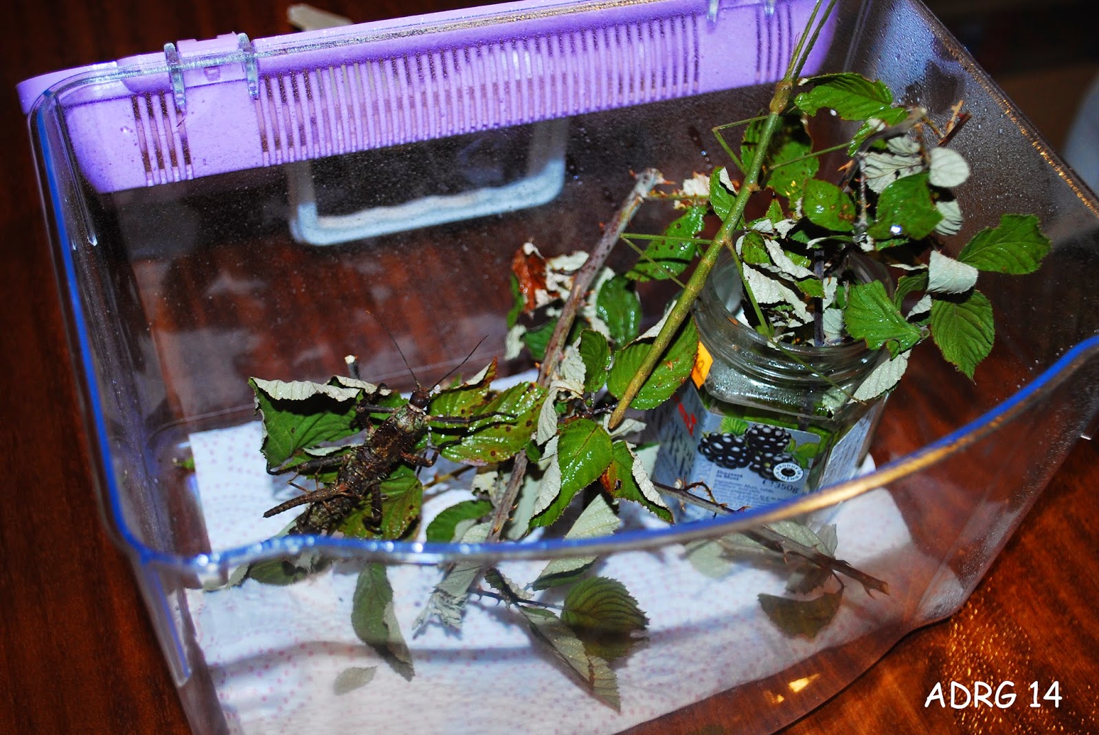 UN AMBIENTALISTA: Criando insectos palo