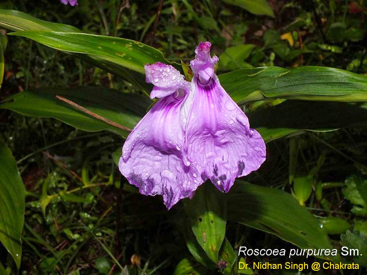 Medicinal Plants: Roscoea purpurea, Kakoli, Musli