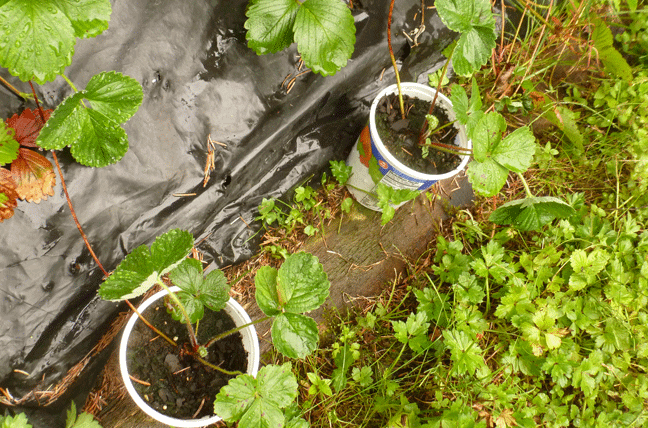 Eden By The Bay: Plant Propagation – Runners