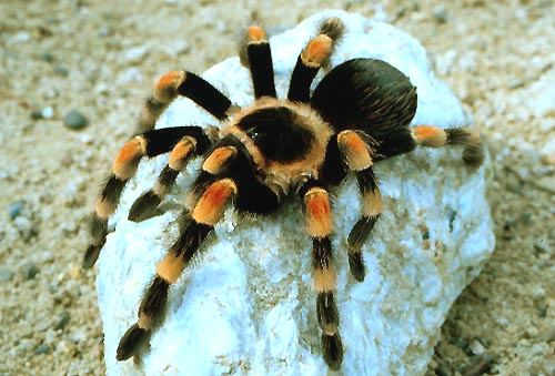 Dictionnaire des animaux du monde:: La Mygale.