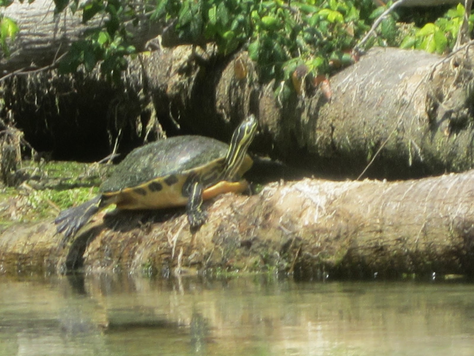 Dave's Yak Tales: Chassahowitzka