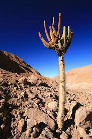 Conociendo la Flora y Fauna de la XV Region de Arica y Parinacota