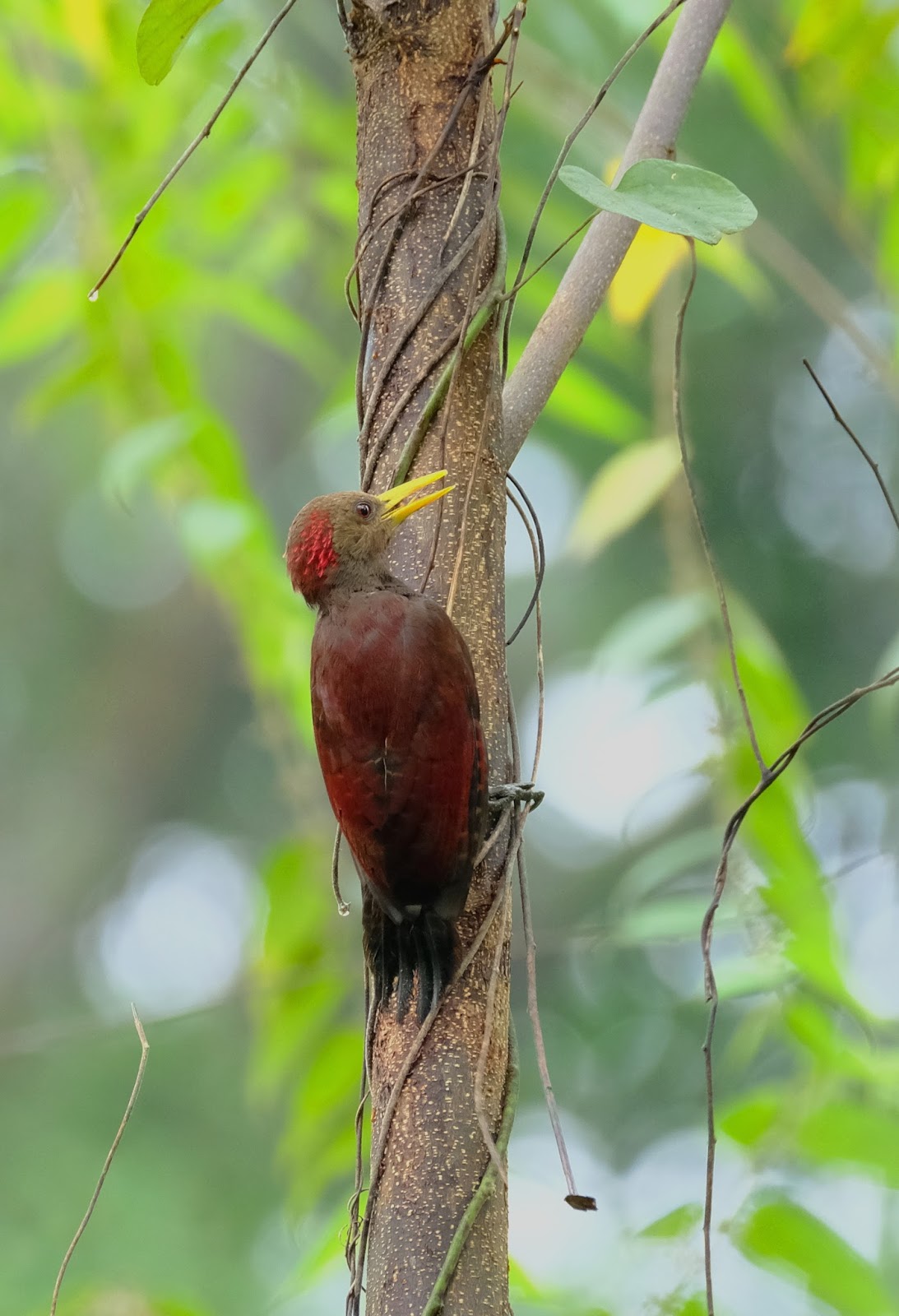 Mike is the name Birding is the game ( Birding in Malaysia - Malaysian ...