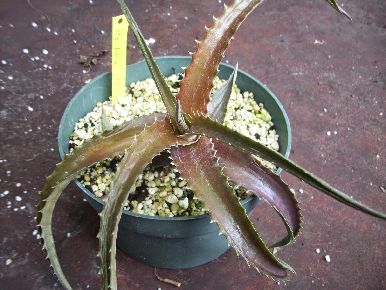 Succulent Bromeliads and others : A word about Hechtia's