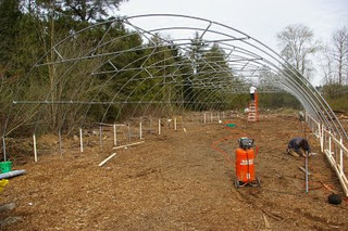 meat: Deep litter pig housing, part 2