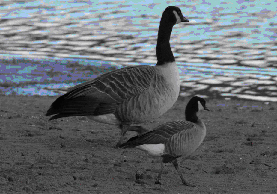 Birdwatch ID Blog: Cackling Geese: a closer look