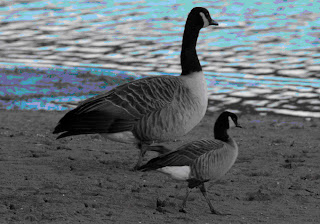 Birdwatch ID Blog: Cackling Geese: a closer look
