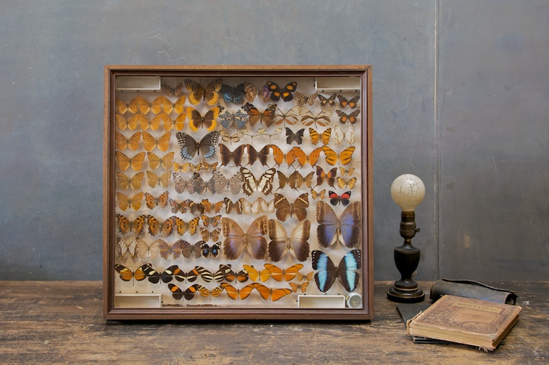 Highland Fling: DIY Entomology Display Box