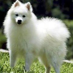 Baladitas con PeChan~*: LOS PERROS JAPONESES MAS ADORABLES