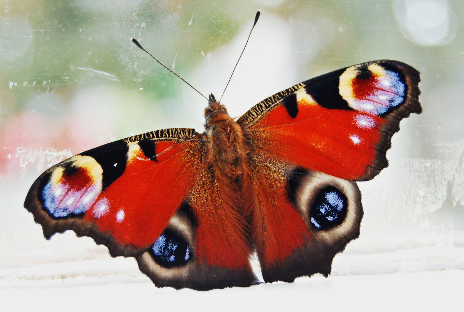 RIO tekstilmaling & design: Sommerfugl med prikkteknikken