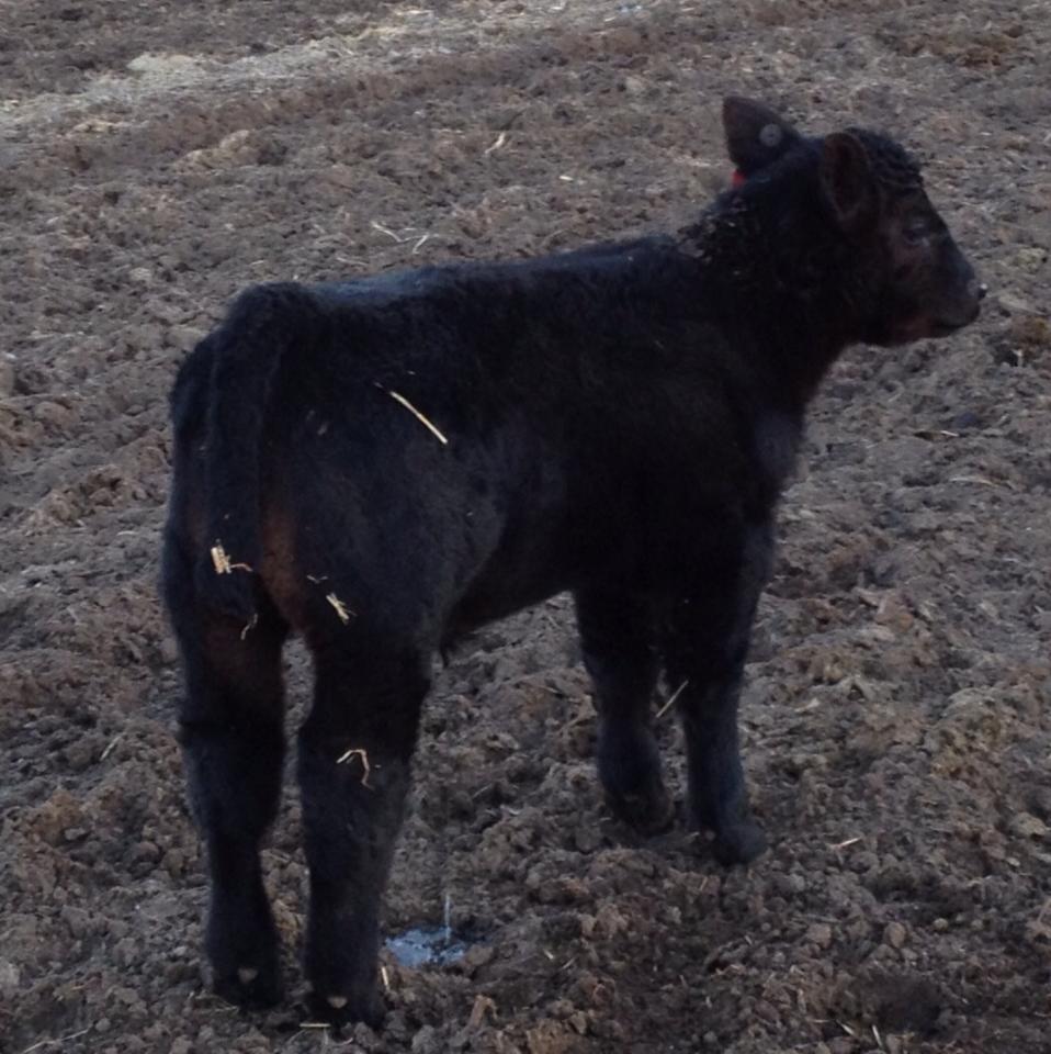 Lautner Farms: From Richland Farms - I-80 Bull Calf