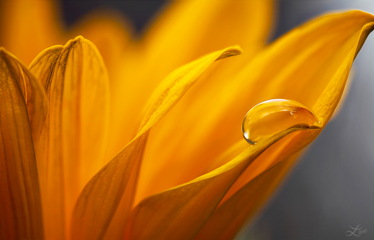Dream Big Live Real: Photo: Sunflower Petals