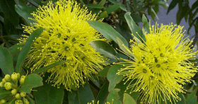 Cara Budidaya Tanaman Hias Brokoli Kuning | Konsep Pekarangan Rumah