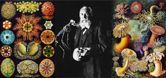 Art Forms of Nature – The Ernst Haeckel Collection ~ Kuriositas