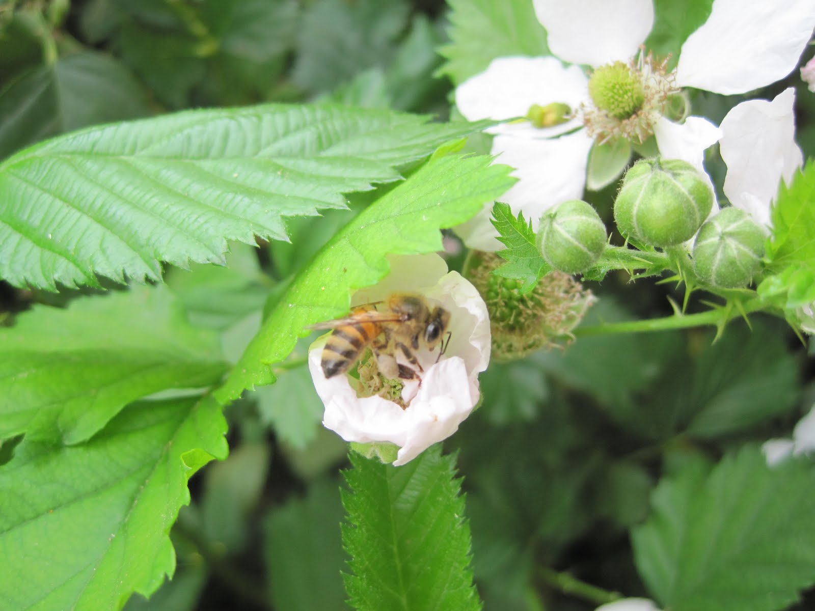 Stunning Backyard Buzzing Ideas | Laorexa