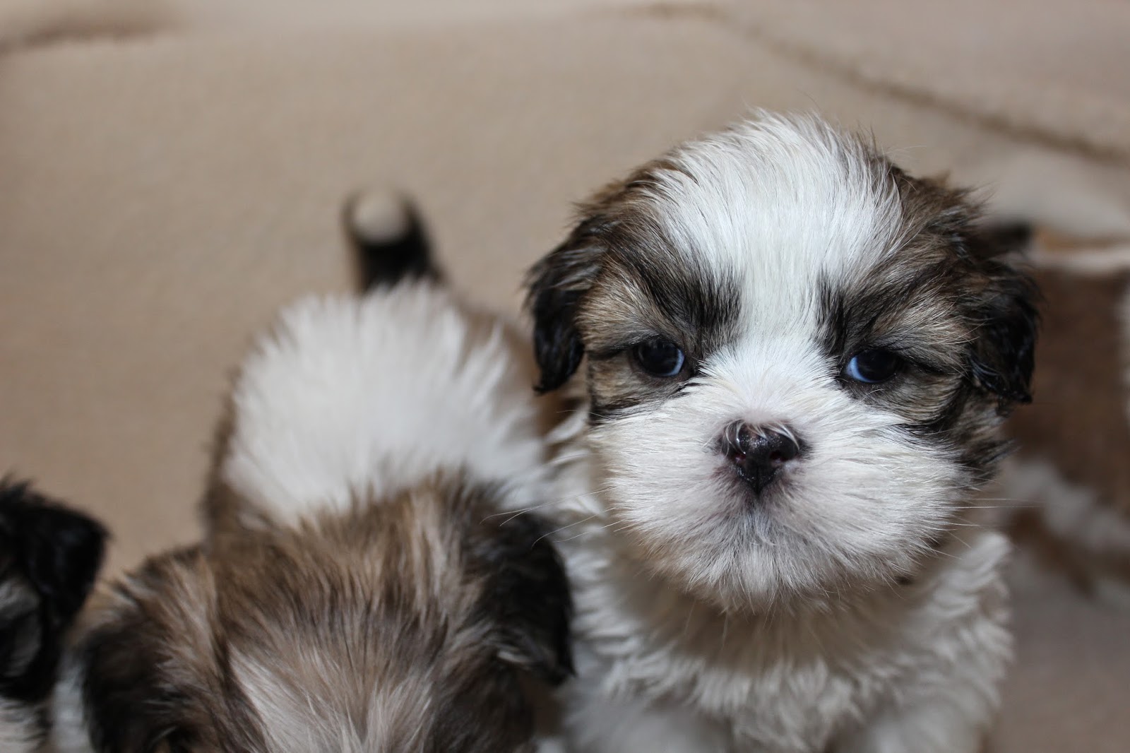Lhasa Apso - Penny's Pups from birth to new homes: cute lhasa apso ...