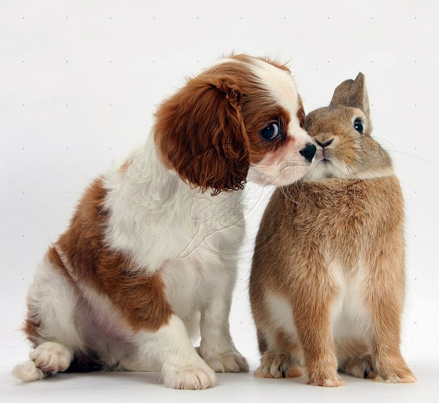 Foto Anjing Dan Kelinci Berpose Lucu | Gambar Foto Kelinci