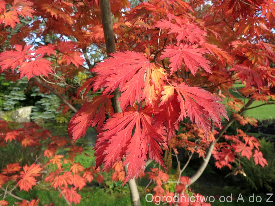 Klon japoński 'Aconitifolium'- Acer japonicum 'Aconitifolium' (Rośliny ...