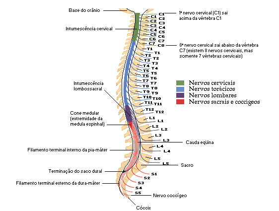 NEUROINFORMAÇÃO: Mielite transversa
