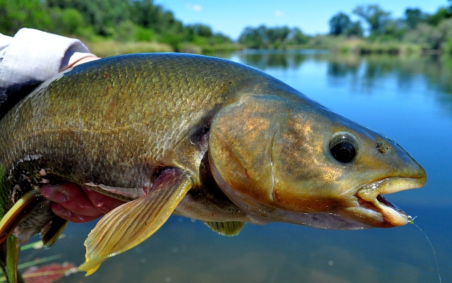 Bay Area Backwaters: The other rough fish..